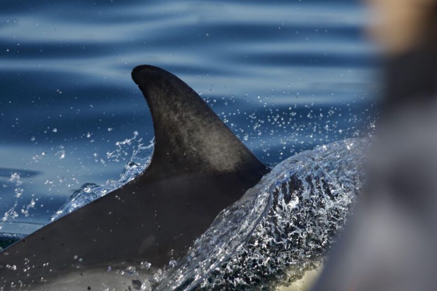 The North Coast Boat Trip Experience - Why This Trip Stands Out
