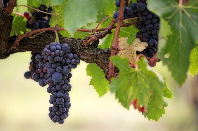 The Original Syrah Wine Tour (9:00 am - 1:30 pm) - Small Group Tours from Lyon - A Genuine Look at The Original Syrah Wine Tour from Lyon