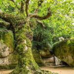 The Other Side of Sintra - Forgotten Woods Tour - Is This Tour Worth it?