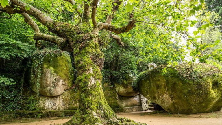 The Other Side of Sintra - Forgotten Woods Tour - Is This Tour Worth it?