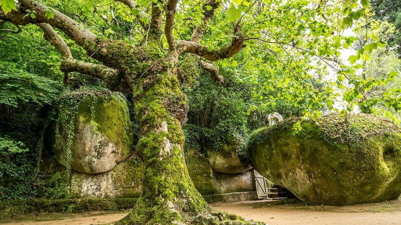 The Other Side of Sintra - Forgotten Woods Tour - Is This Tour Worth it?
