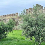 Thessaloniki Old Town Walking Tour-Culture-Nature-Plants - Why this Tour Offers Great Value