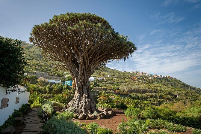 Ticket to Parque del Drago in Tenerife - Key Points