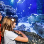 Ticket to SEA LIFE Konstanz - Analyzing the Cost and Overall Value