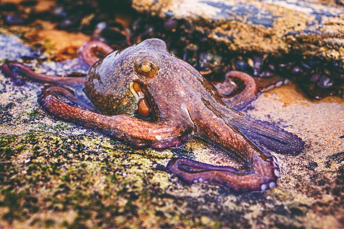 Tide Pool Safari in Monte Clérigo Beach - Key Points