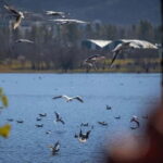 Tirana: Highlights Walking Tour of Historic Jewels - Discovering Tirana: A City of Contrasts and Charm