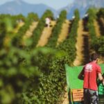 Tirana Lundra Winery Guided Tour with Wine Tasting - What You Can Expect During the Tour