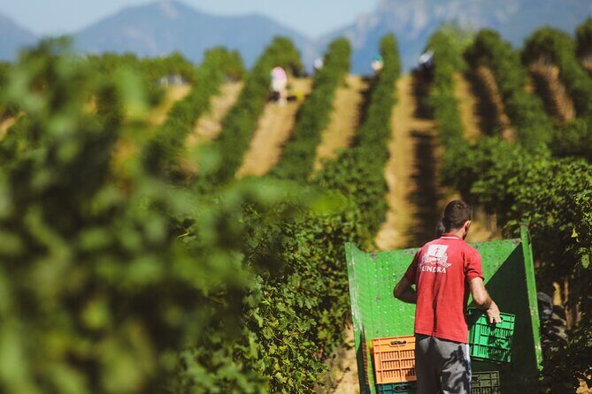 Tirana Lundra Winery Guided Tour with Wine Tasting - What You Can Expect During the Tour