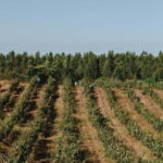 Tomar: Lunch among the vineyards - Why Travel with This Tour?