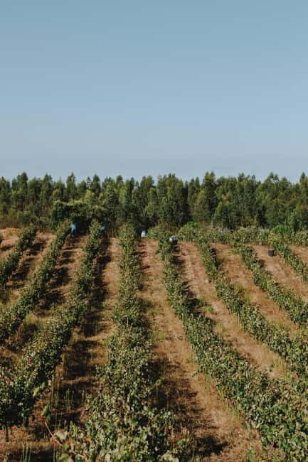 Tomar: Lunch among the vineyards - Why Travel with This Tour?