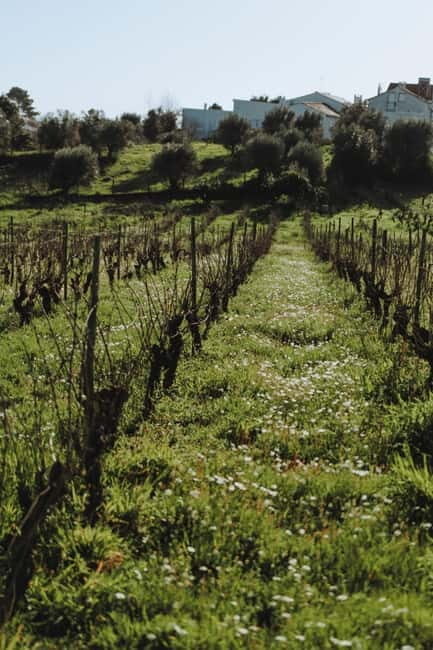 Tomar: Wine Picnic for Two - What Makes This Experience Special?
