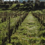 Tomar: Yoga, Meditation and Regional Flavors - Relaxing with Local Flavors