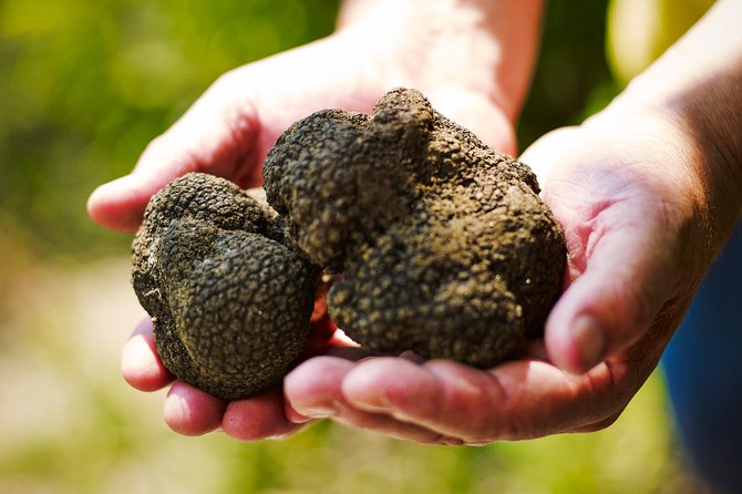 TOP TRUFFLES & WINE - Hunting & Tasting in Istria, Slovenia - An Honest Look at the Top Truffles & Wine Tour in Slovenian Istria