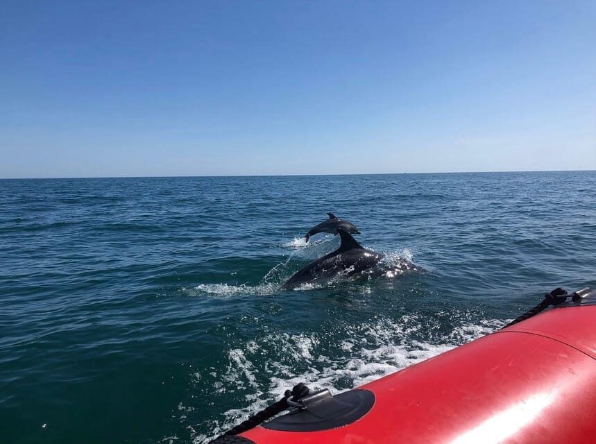 Torquay: 1-Hour Coastal Explorer Boat Trip - Who Will Love This Tour?