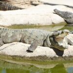 Torremolinos: Crocodile Park Entrance Ticket - What Is the Crocodile Park Experience Really Like?
