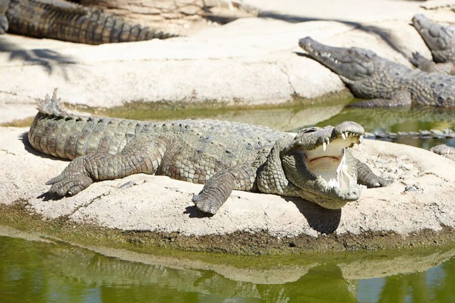 Torremolinos: Crocodile Park Entrance Ticket - What Is the Crocodile Park Experience Really Like?