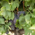 Tour and tasting at Casalbosco estate - The Itinerary Breakdown and What You’ll Experience