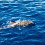 Tour dell'isola Ortigia,grotta azzurra, avvistamento delfini - What Does the Price Cover?