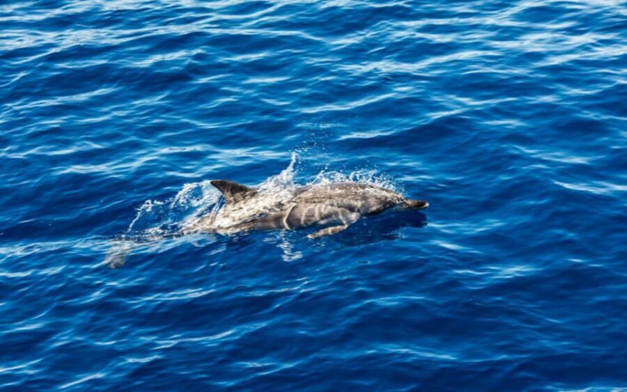 Tour dell'isola Ortigia,grotta azzurra, avvistamento delfini - What Does the Price Cover?