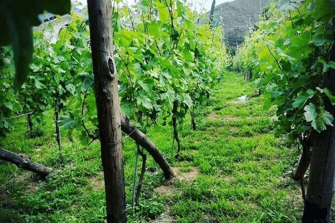 Tour from Napoli to pompei/ercolano: Luxury Tour, Secret Vineyard - Who Would Enjoy This Tour Most?