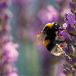Tour of the Bandol and Côtes de Provence vineyards + Lunch - Analyzing the Value