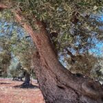 Tour of the oil mill with tasting - The Itinerary: What To Expect