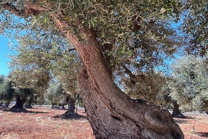 Tour of the oil mill with tasting - The Itinerary: What To Expect