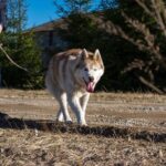 Tour to Husky Park with Cani-Cross Hike - Final Thoughts