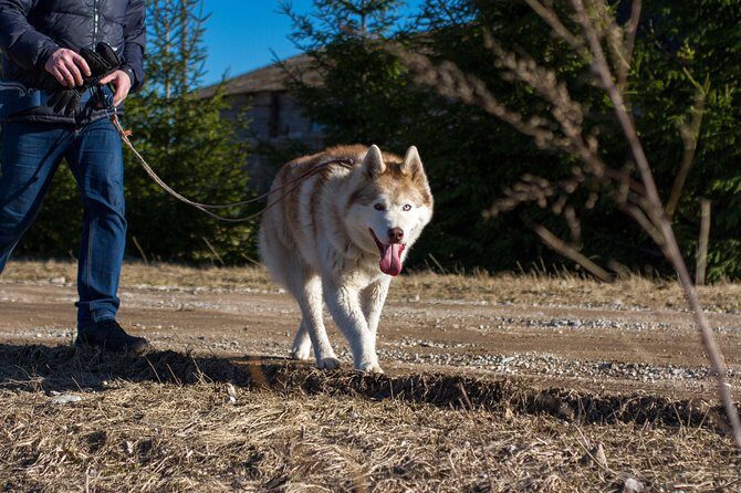 Tour to Husky Park with Cani-Cross Hike - Final Thoughts