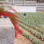 Tour Visiting banana plantation and winery in Tenerife - Final Thoughts: Who Will Appreciate This Tour?