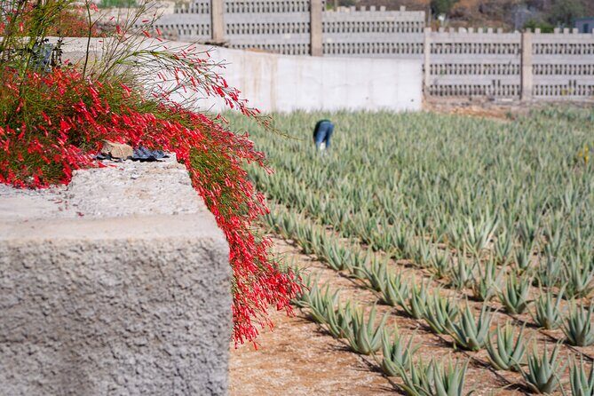 Tour Visiting banana plantation and winery in Tenerife - Final Thoughts: Who Will Appreciate This Tour?