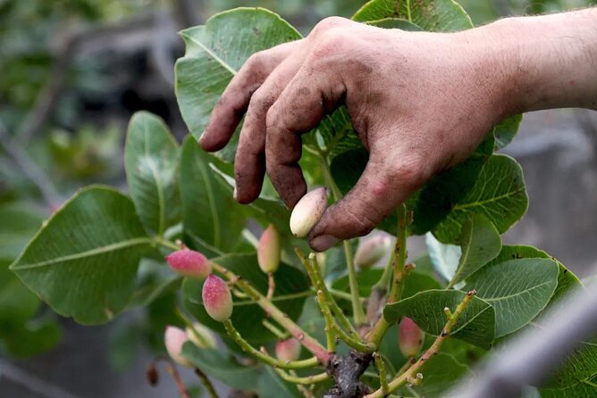 tour with tasting in the Bronte pistachio plantations - Key Points
