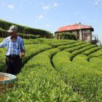 Trabzon: Uzungöl Group Tour, Explore The Nature & Taste Tea - What Travelers Say