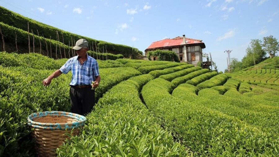 Trabzon: Uzungöl Group Tour, Explore The Nature & Taste Tea - What Travelers Say
