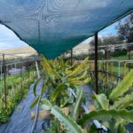 Traditional Olive Grove and Dragon Fruit Farm Tour - In-Depth: Why This Tour Matters for Travelers