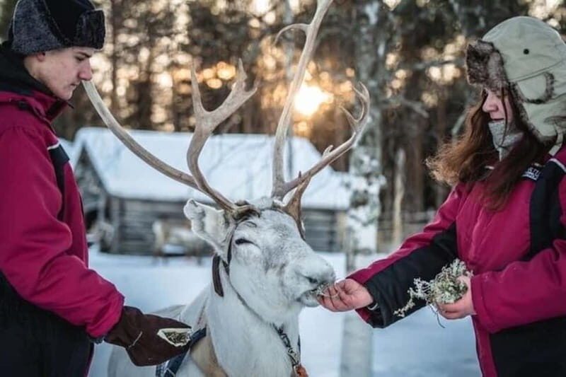 Traditional Reindeer Farm Visit with a Short Sleigh Ride - The Sum Up