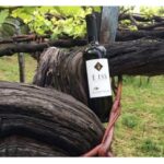 Tramonti: Tenuta San Francesco Wine Tasting - Reviewing the Experience: What Travelers Say