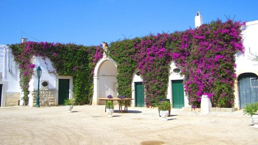 Trani Wine Tours: Flavors of Puglia - The Sum Up