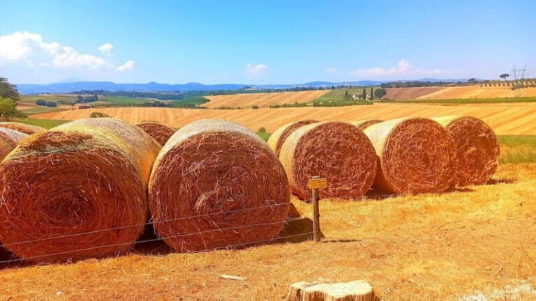 Transfer Siena-Florence with visit to Chianti and tasting - A Closer Look at the Experience