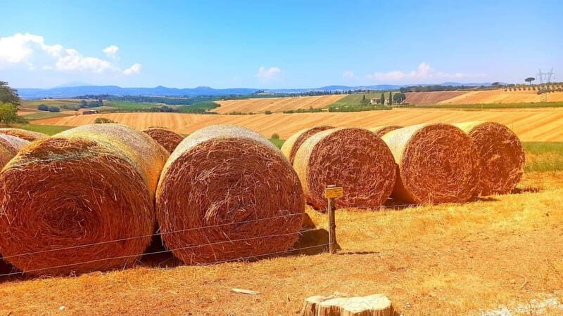 Transfer Siena-Florence with visit to Chianti and tasting - A Closer Look at the Experience