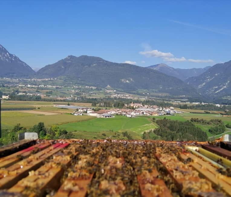 Trentino Agriconda: The adventure of the queen bee. We will explore the beehives. - The honey tasting and shop