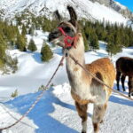 Triesenberg: Private hike with our llamas - Why the Private Llama Hike Stands Out