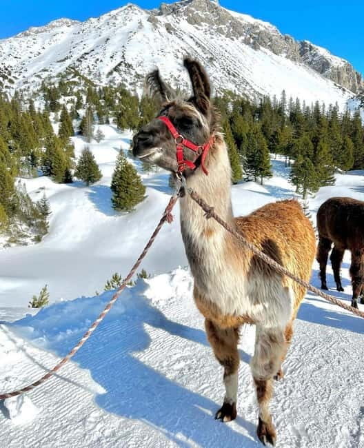 Triesenberg: Private hike with our llamas - Why the Private Llama Hike Stands Out