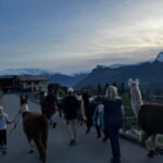 Triesenberg: Walk with Llamas in the Mountains - Who Should Consider This Tour?