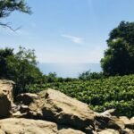 Trieste: 2.5-Hour Prosecco Origins Tour and Tastings - Tasting and Picnic with Stunning Views