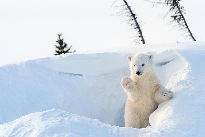 Trip to Ranua Wildlife Park - Discovering Ranua Wildlife Park: An Authentic Arctic Encounter