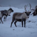 Tromsø: Fjords & Beaches Tour with campfire and photos - The Itinerary: What You’ll See and Do