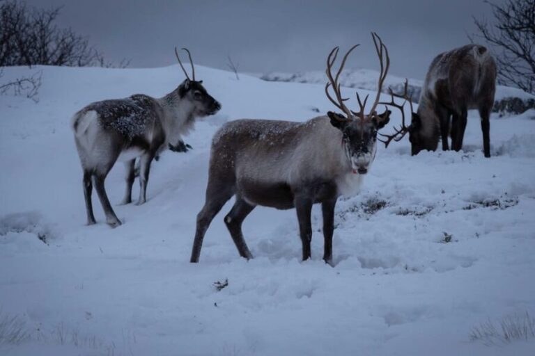 Tromsø: Fjords & Beaches Tour with campfire and photos - The Itinerary: What You’ll See and Do