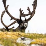 Tromso: Guided Fjord Expedition in Kvaløya with Light Lunch - Wildlife and Scenic Stops