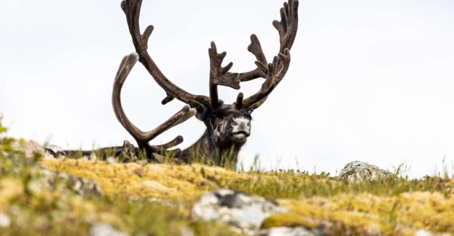Tromso: Guided Fjord Expedition in Kvaløya with Light Lunch - Wildlife and Scenic Stops